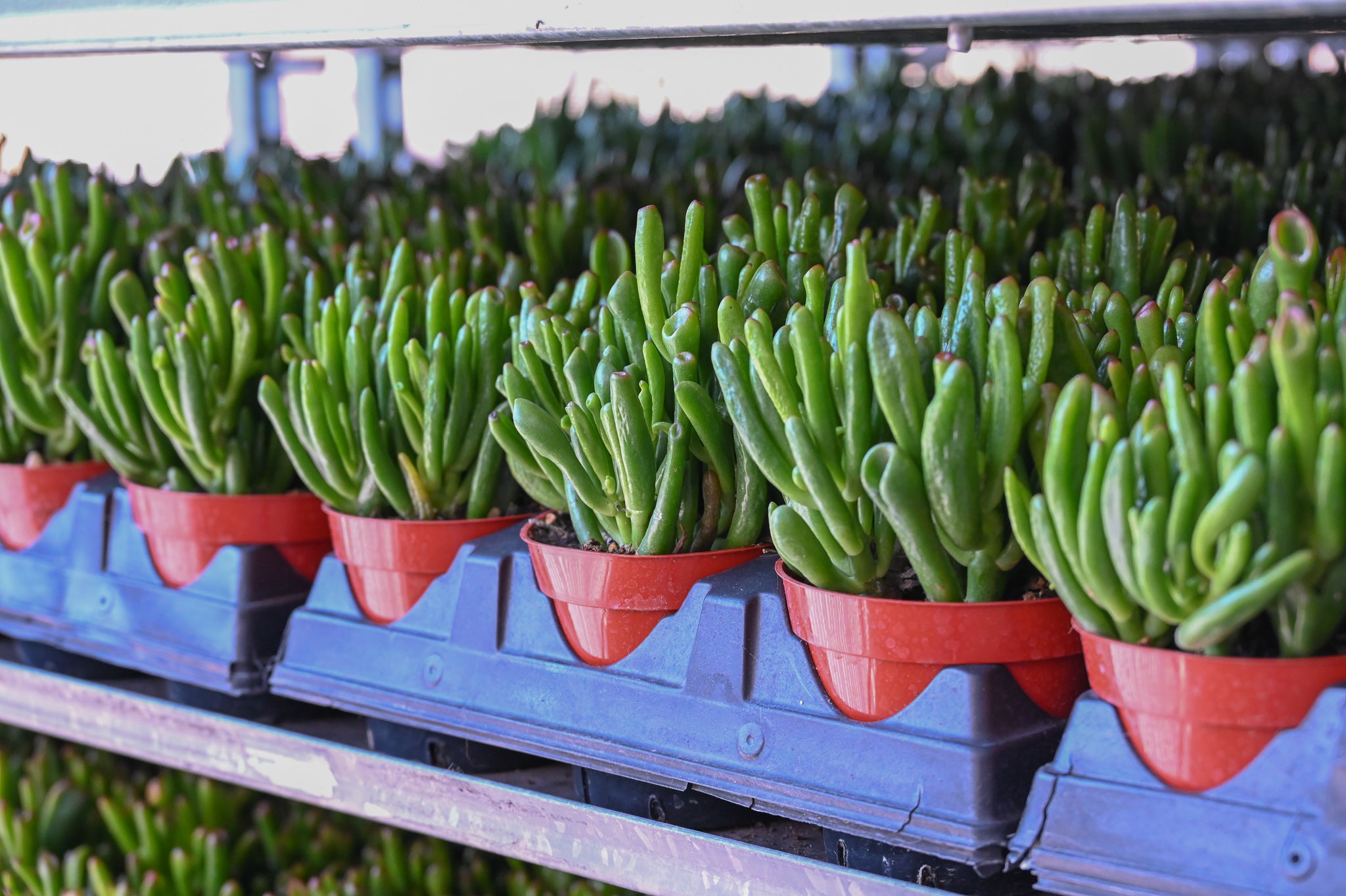 Everything You Need to Know About Crassula Plants!