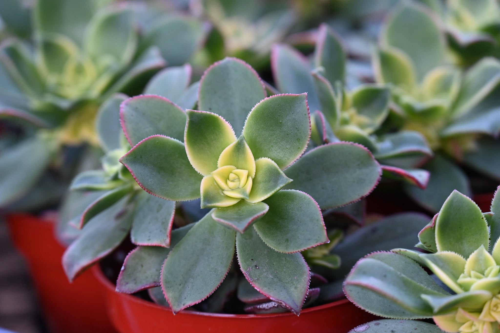Cactus & Succulent Blog | The Best Succulent Blog | Succulent Market