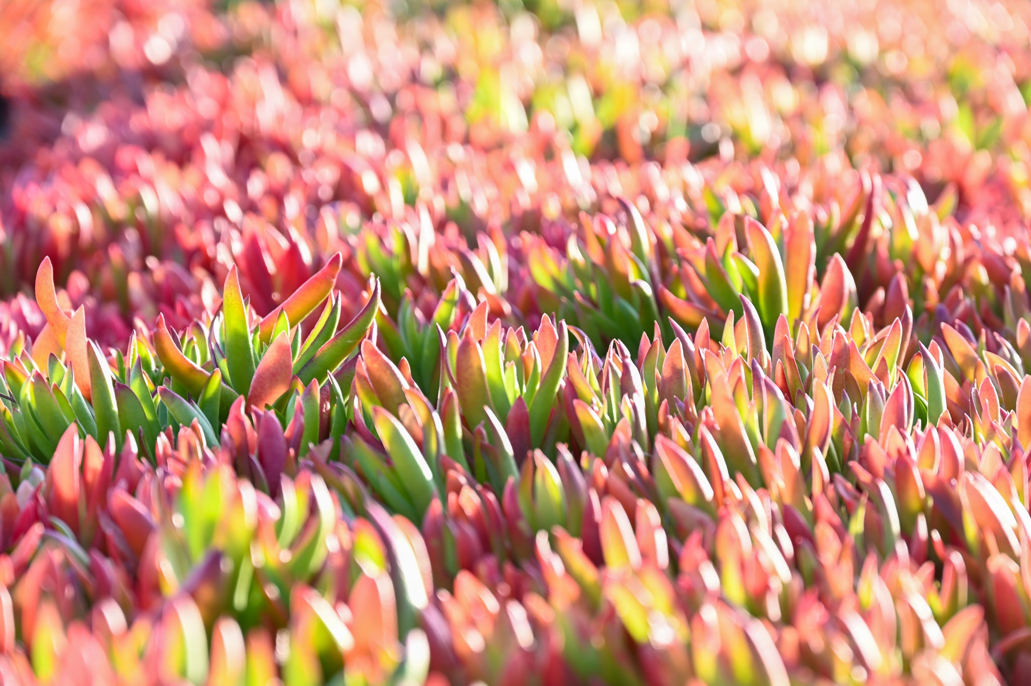 What Plants Are In the Succulent Family?