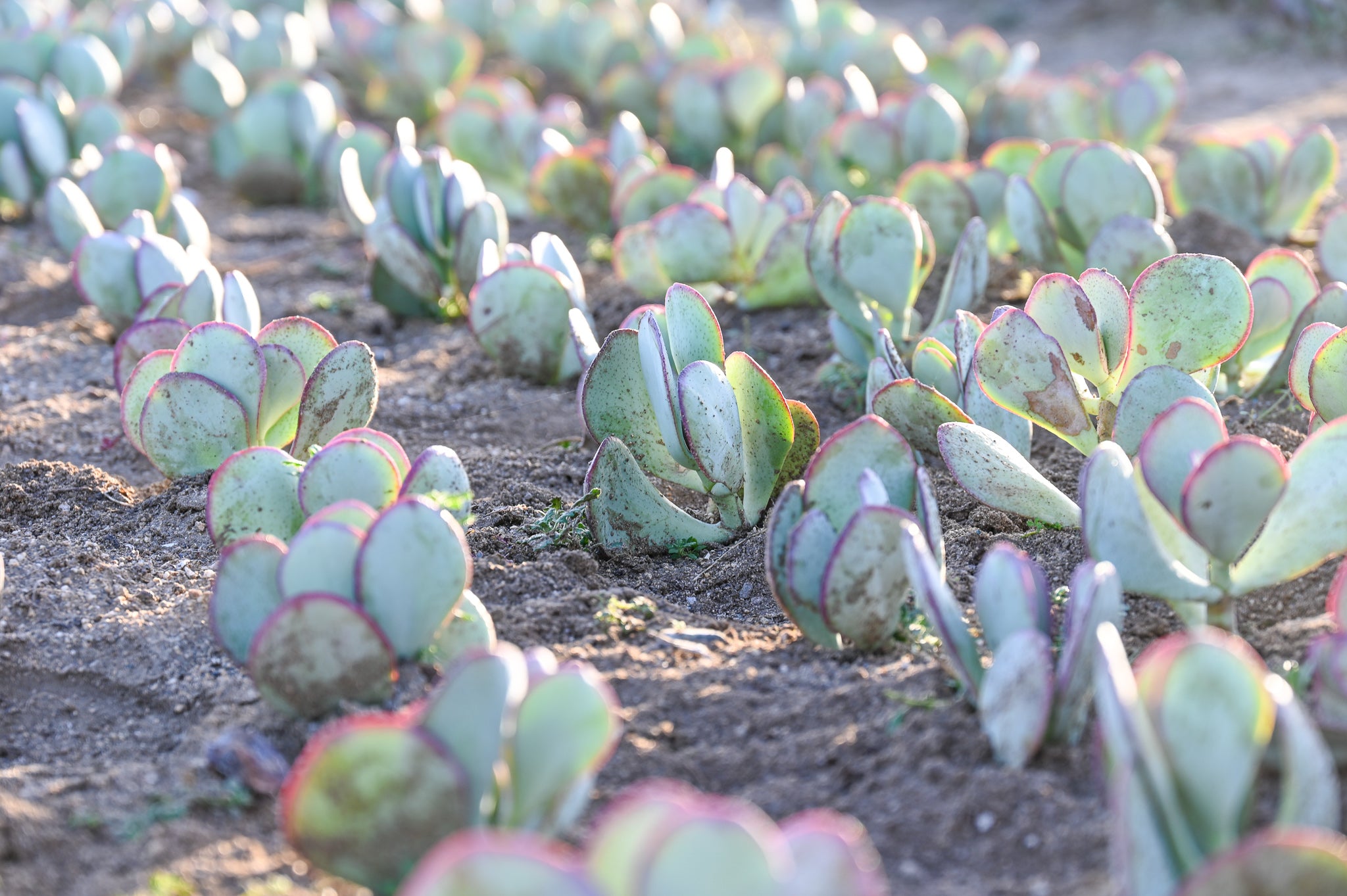 6 Autumn Crafts with Succulents