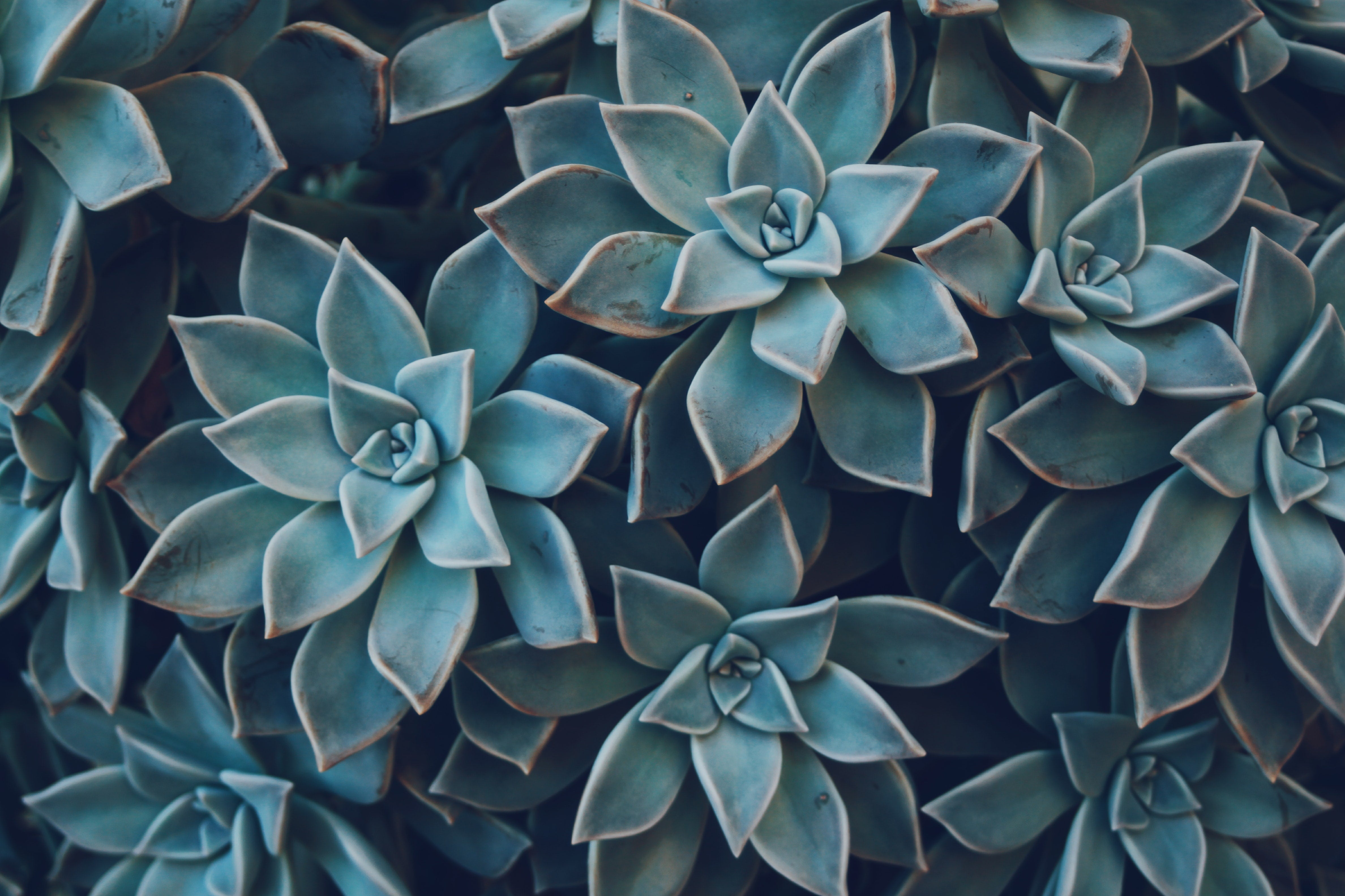 Common Types of Succulent Pests & How to Kill Them!