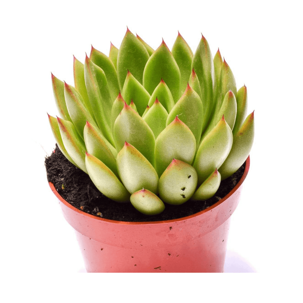 Echeveria Agavoides Red Tip for Sale | Succulents for Sale