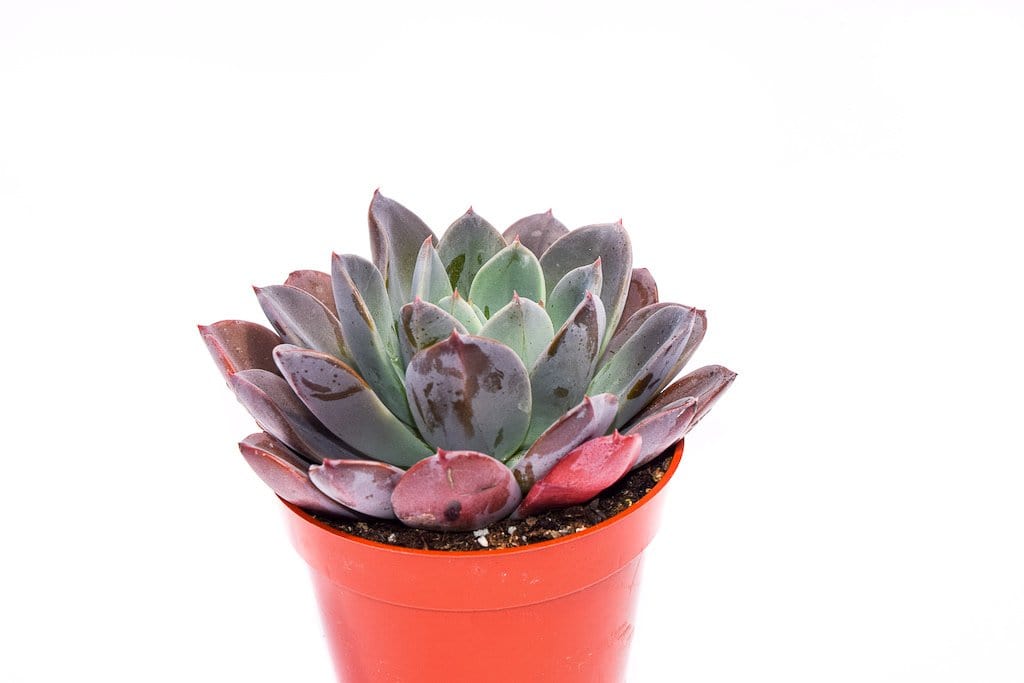Echeveria Blue Prince