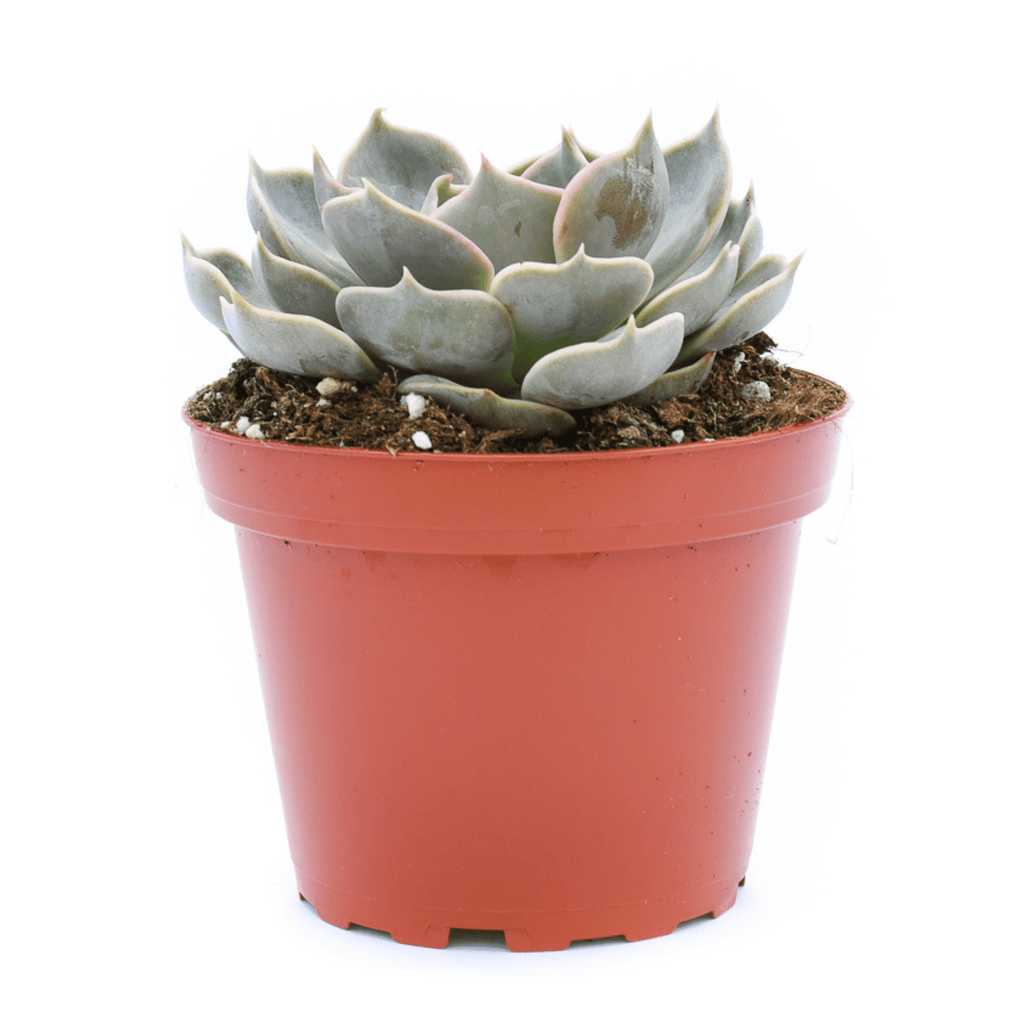 Echeveria Lotus for Sale| Succulents for Sale| Succulent Market