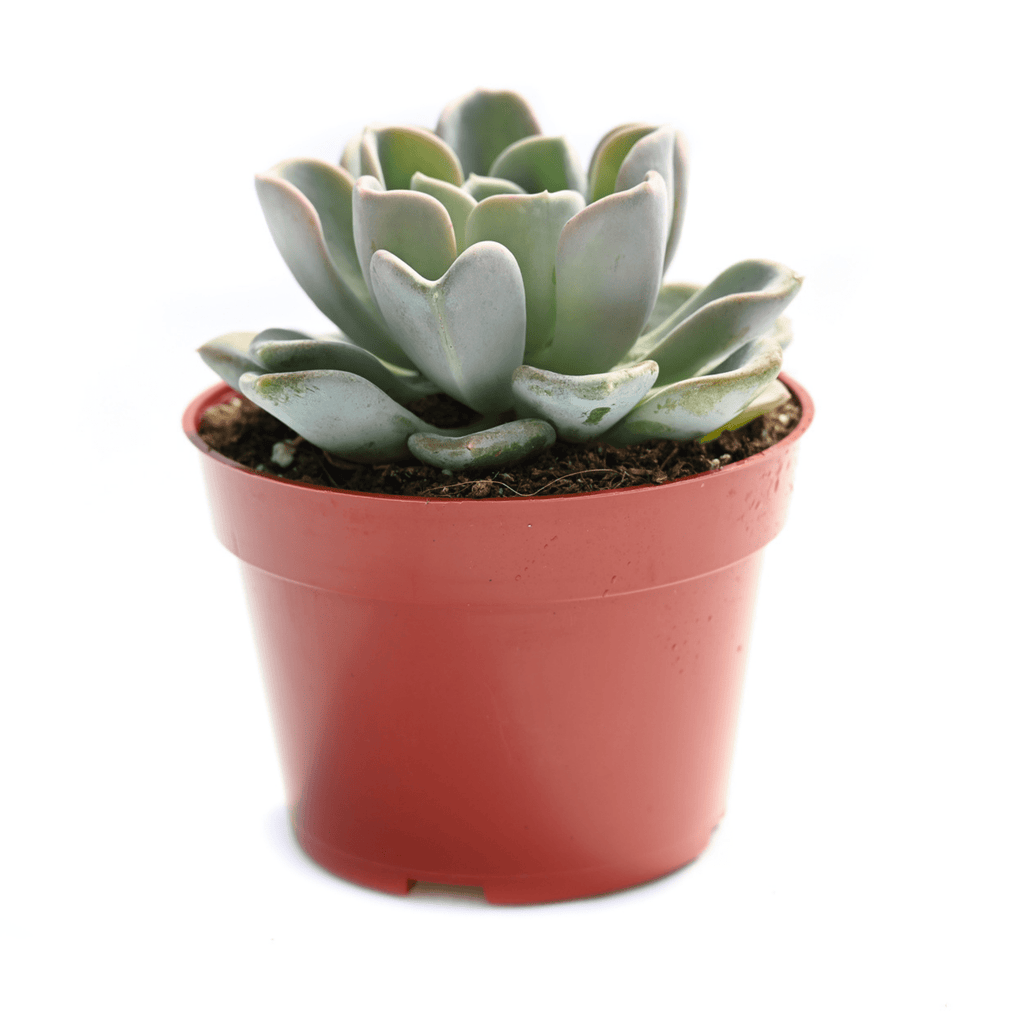 Echeveria Orpet for Sale | Buy Echeveria Orpet | Succulent Market