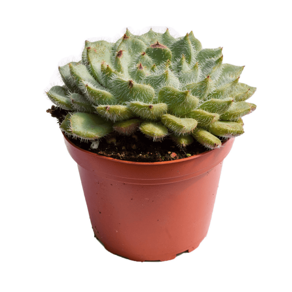 Echeveria Setosa Deminuta (Firecracker Plant) for Sale