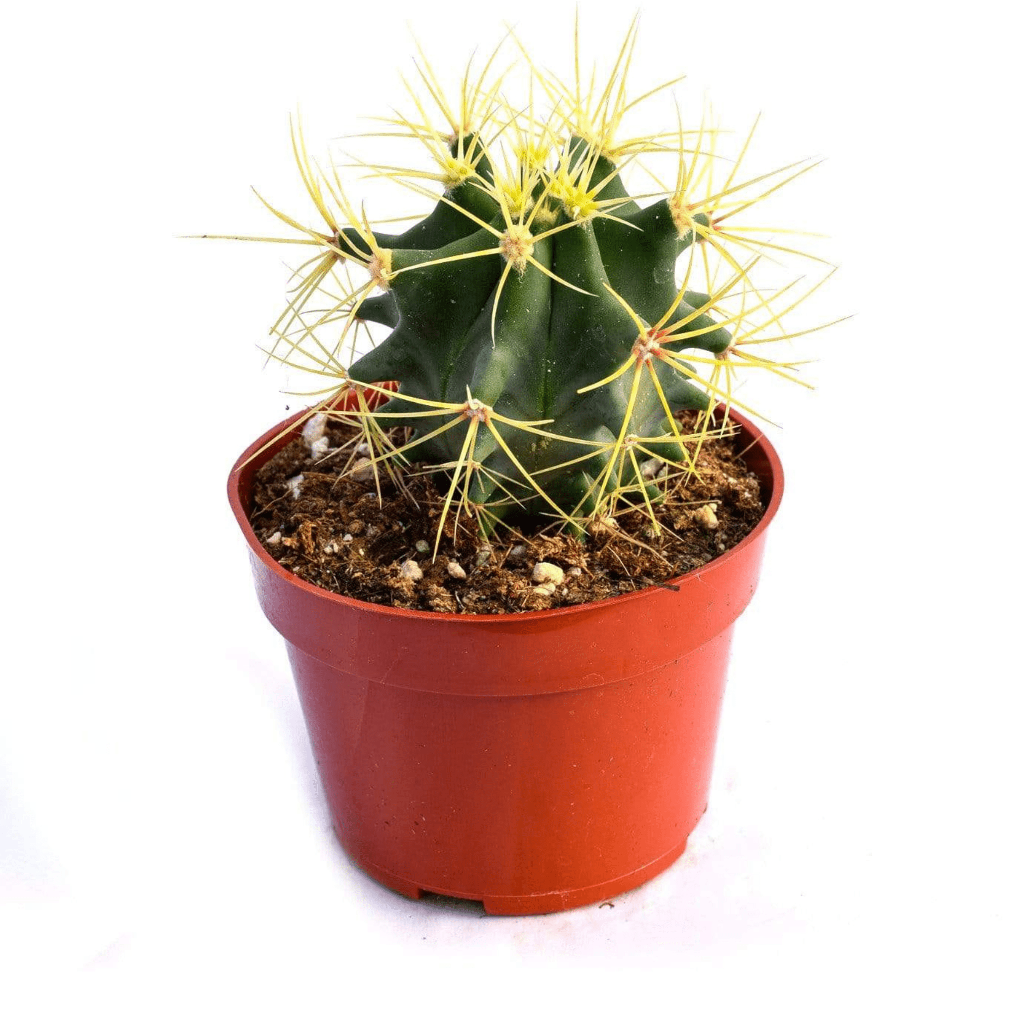 Cactus for Sale| Buy Cactus Online| Cactus Shop| Succulent Market