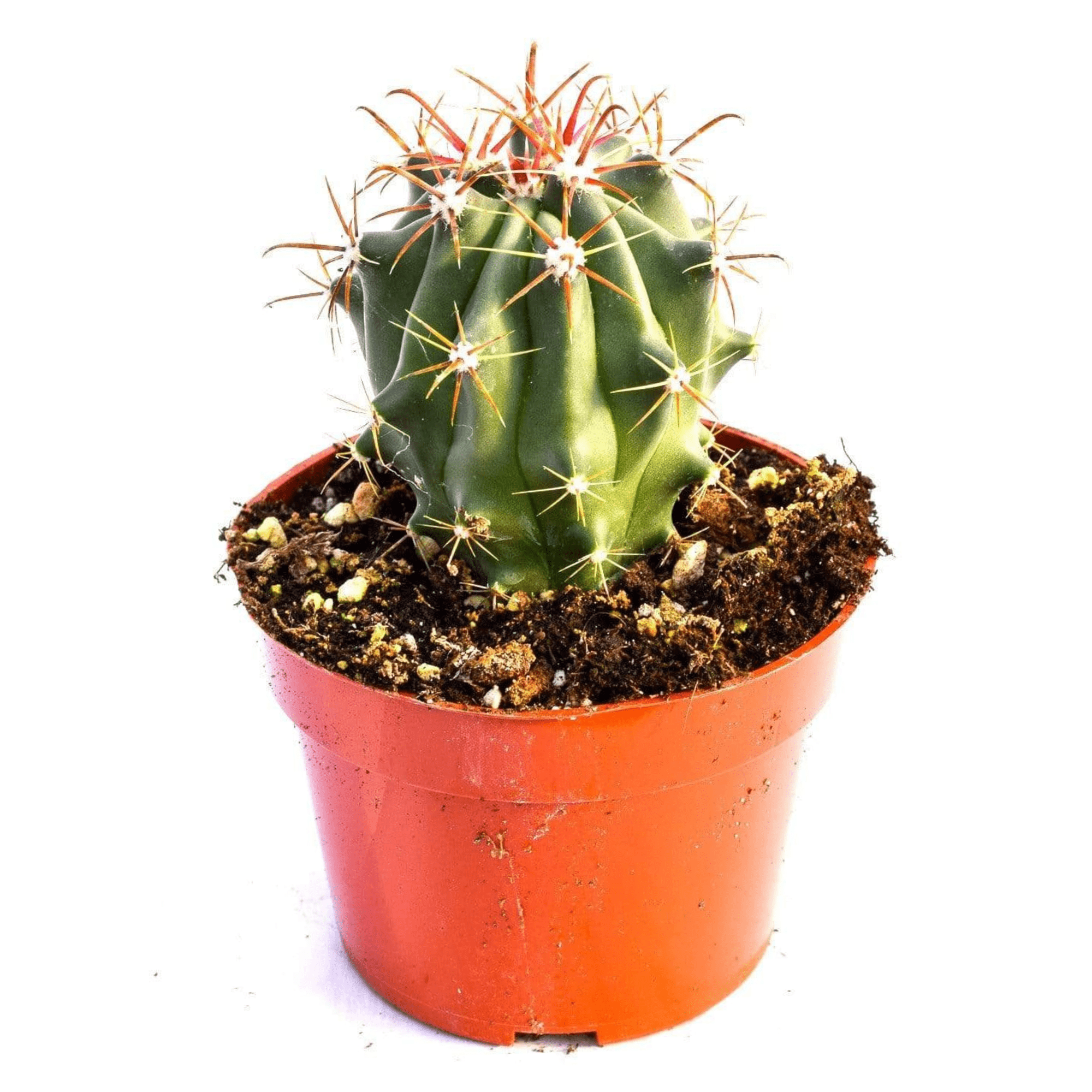 Cactus for Sale| Buy Cactus House Plants| Premium Cactus Delivery