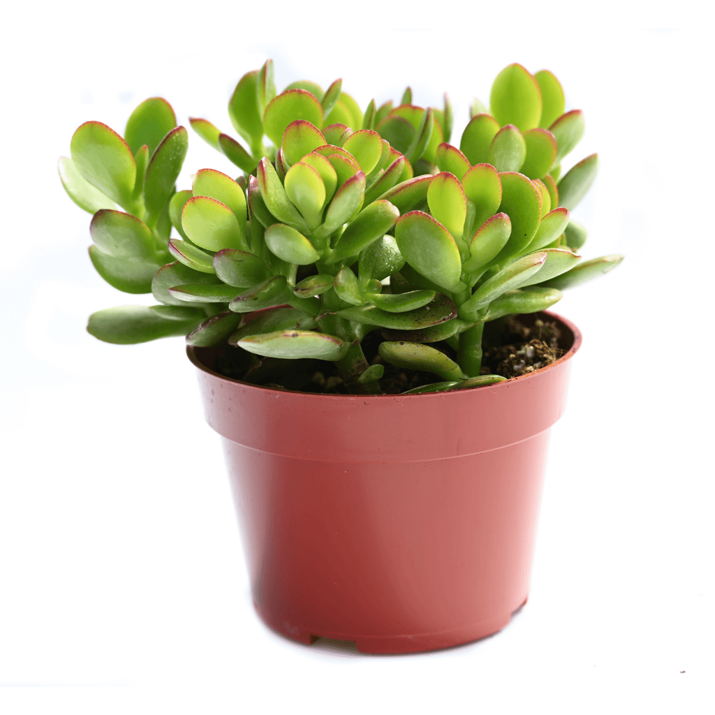 Jade Succulent for Sale | Buy Jade Plant | Succulent Market