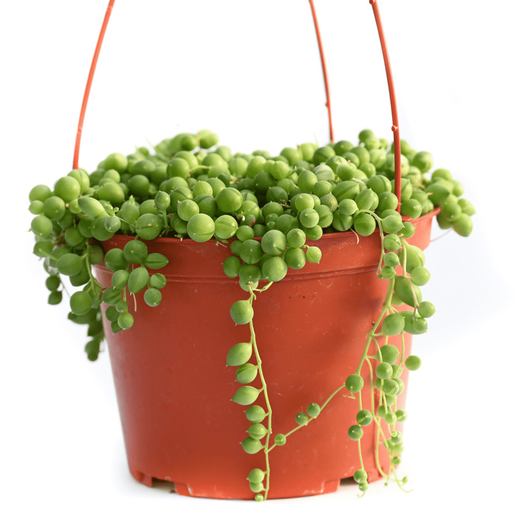String of Pearls (Large 6-Inch)