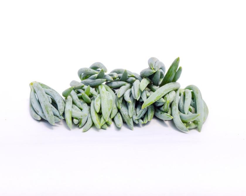 Blue Chalk Stick Succulent Cuttings for Sale| Succulent Clippings